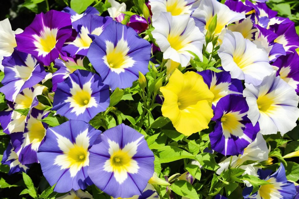 Cette vivace semée en mai crée un tapis de fleurs spectaculaires - Le ...